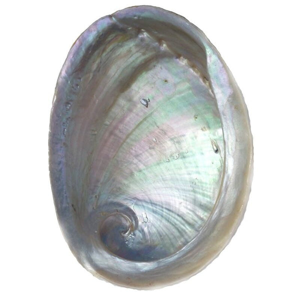 Buy Abalone Shells In Australia - The Hippie House