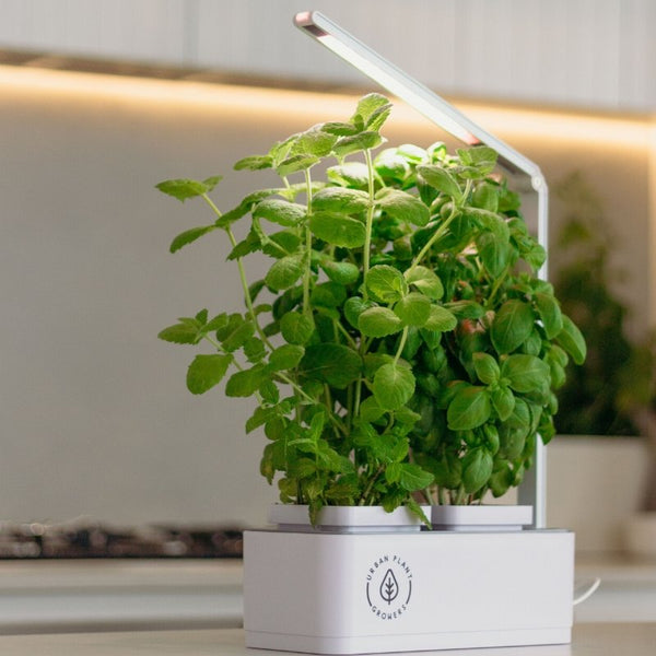 Indoor Smart Garden For Kitchens - The Hippie House